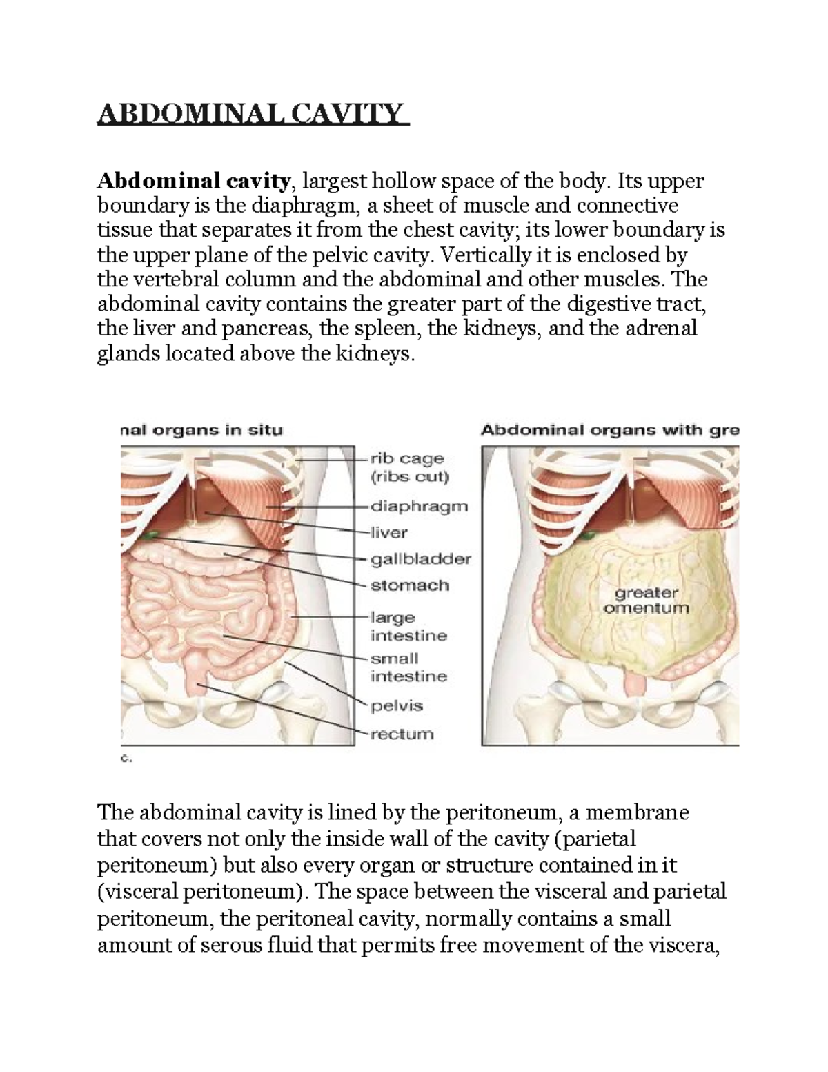 Abdominal cavity - Largest hollow space of the body. Contains greater ...