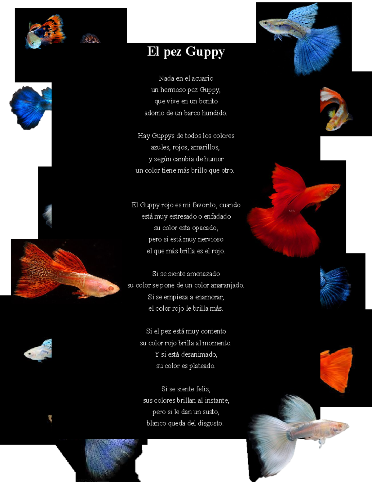 Poema - El pez Guppy Nada en el acuario un hermoso pez Guppy, que vive ...