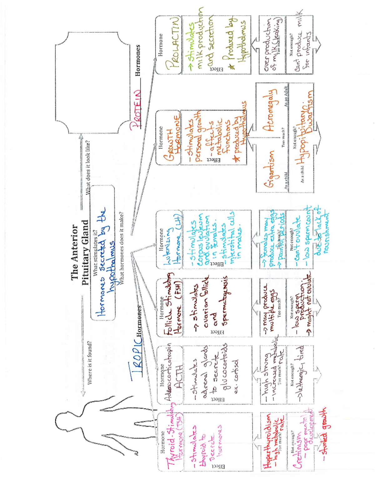 Endocrine graphic organiser - Studocu