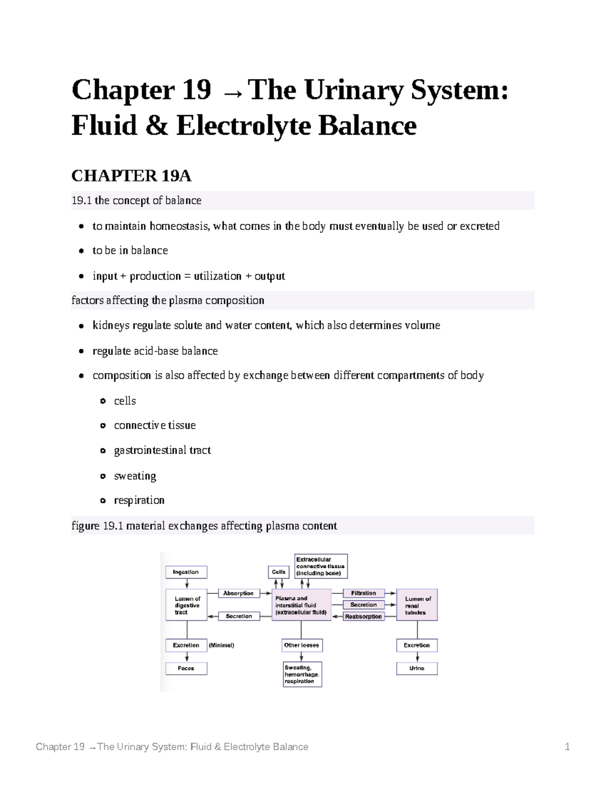 Chapter 19 The Urinary System Fluid Electrolyte Balance - Chapter 19 → ...