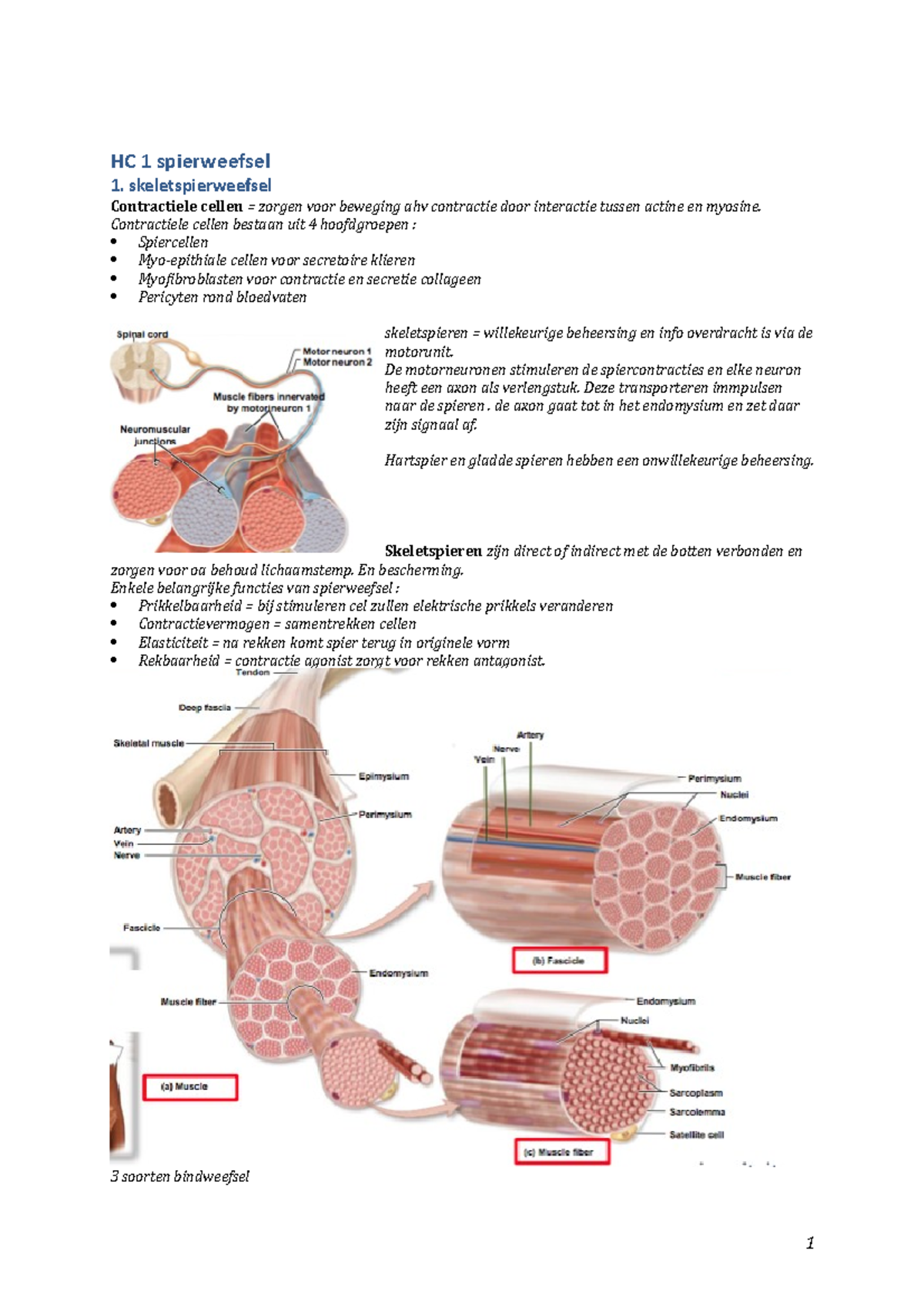 Back up vananatomie inleiding - HC 1 spierweefsel 1. skeletspierweefsel ...