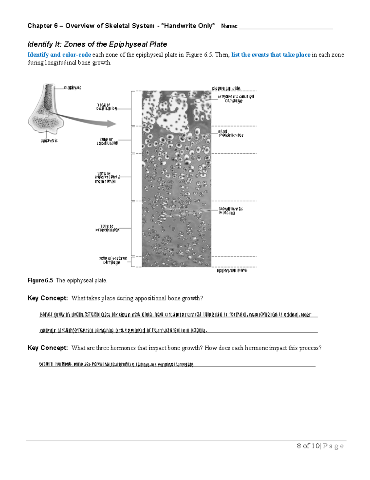 Chapter 6 Bones and Bone Tissue - Chapter 6 – Overview of Skeletal ...