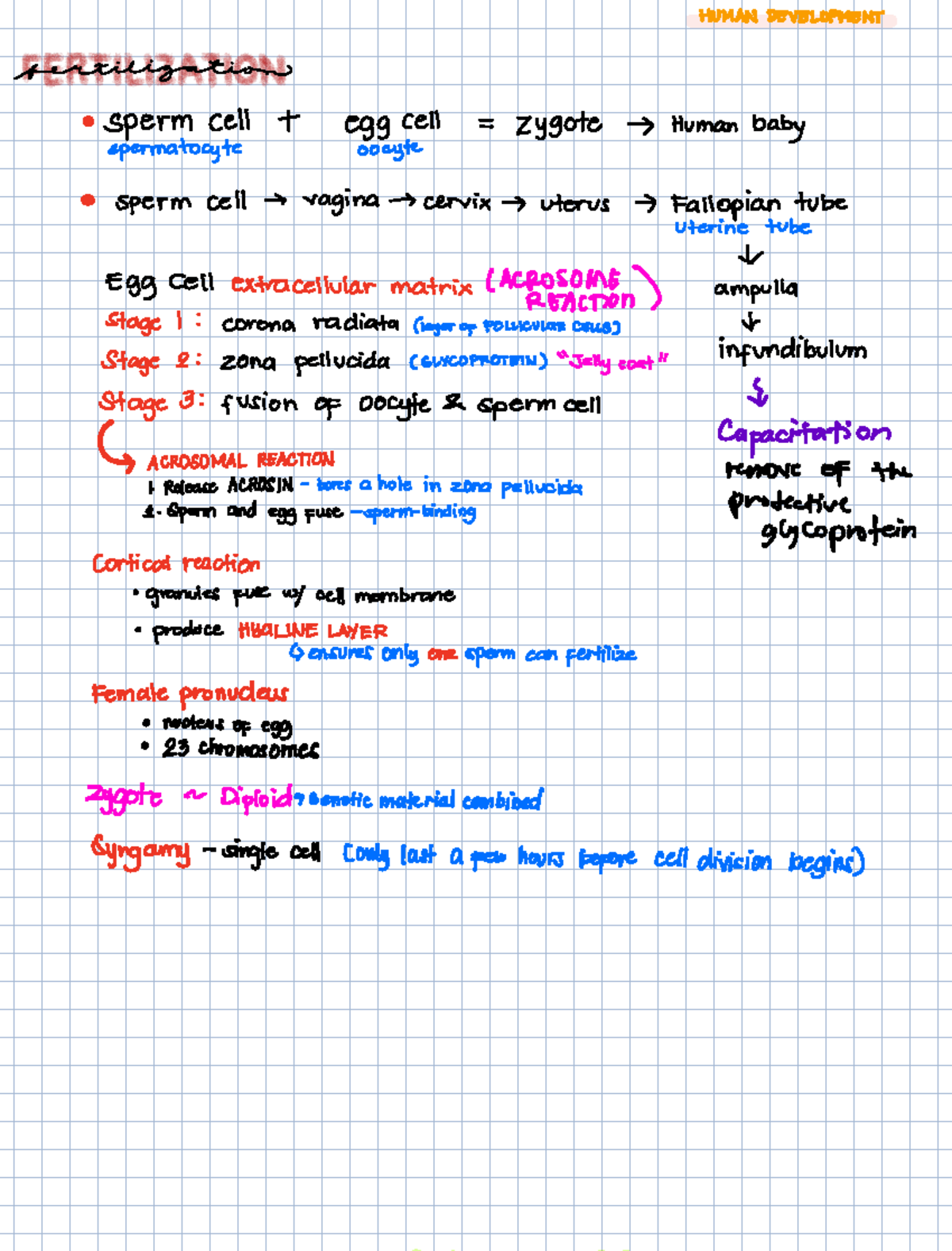Embryogenesis - HUMAN DEVELOPMENT FERTILIZATION mIf f t egg ...