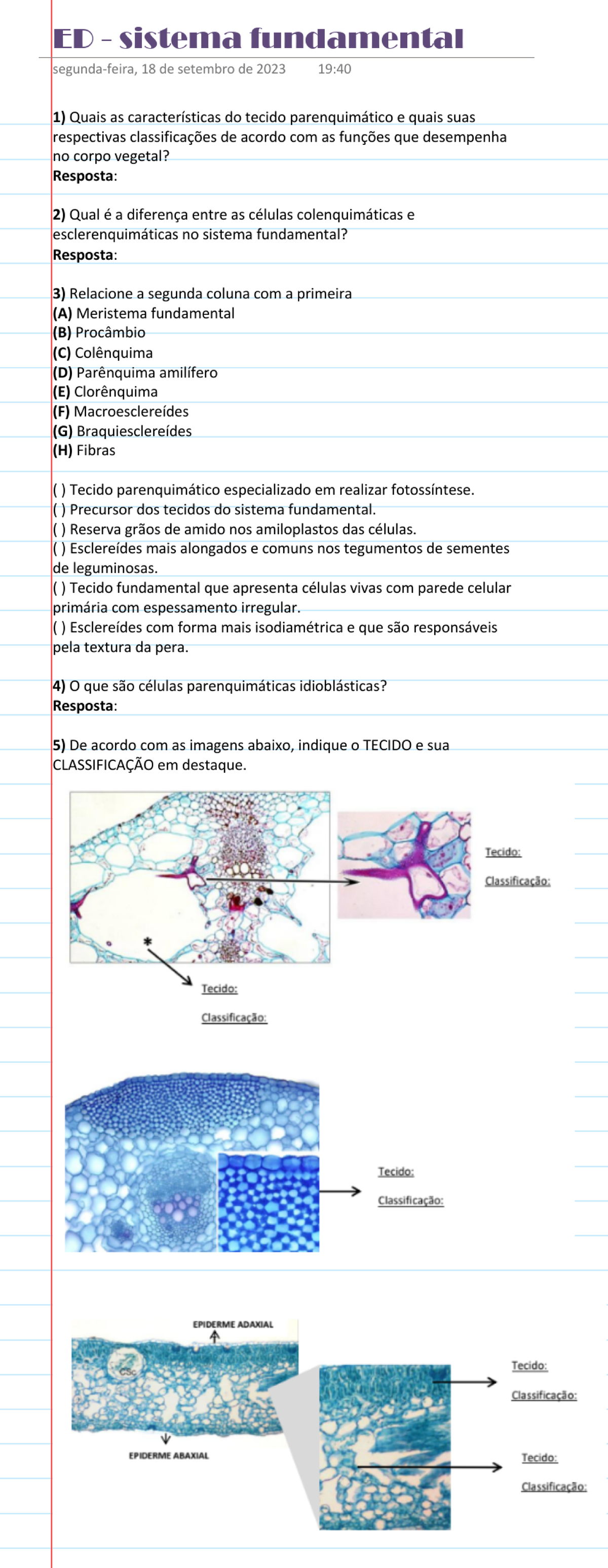 ED - sistema fundamental - Anatomia Vegetal - Studocu