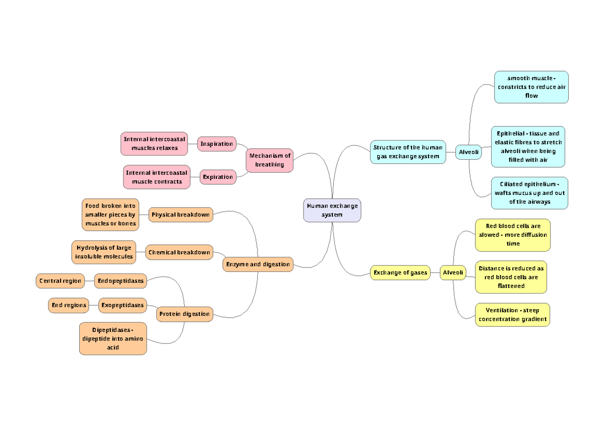 Gas exchange (human) - Human exchange system Structure of the human gas exchange system smooth ...