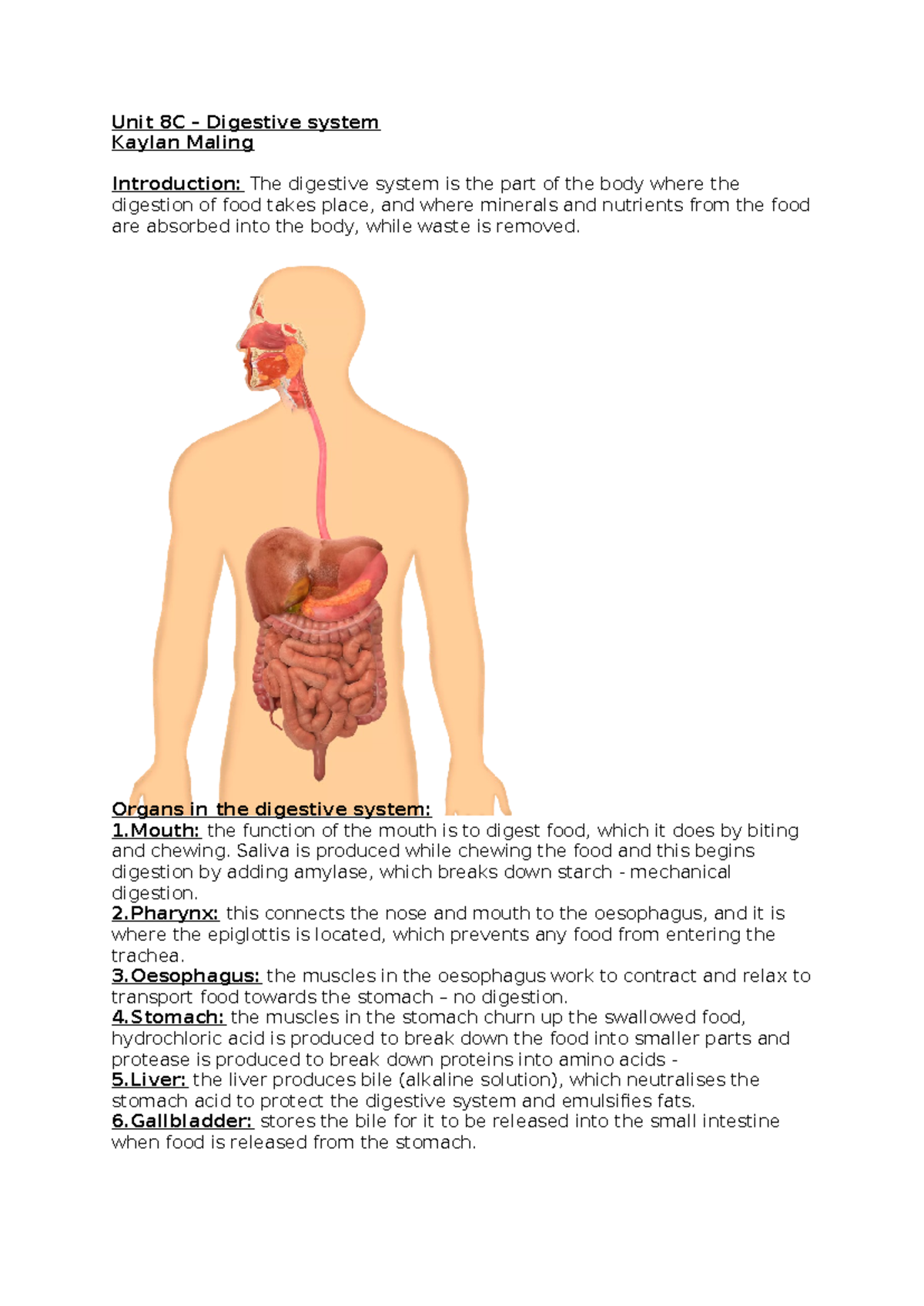 Digestive system - Organs in the digestive system: 1: the function of ...