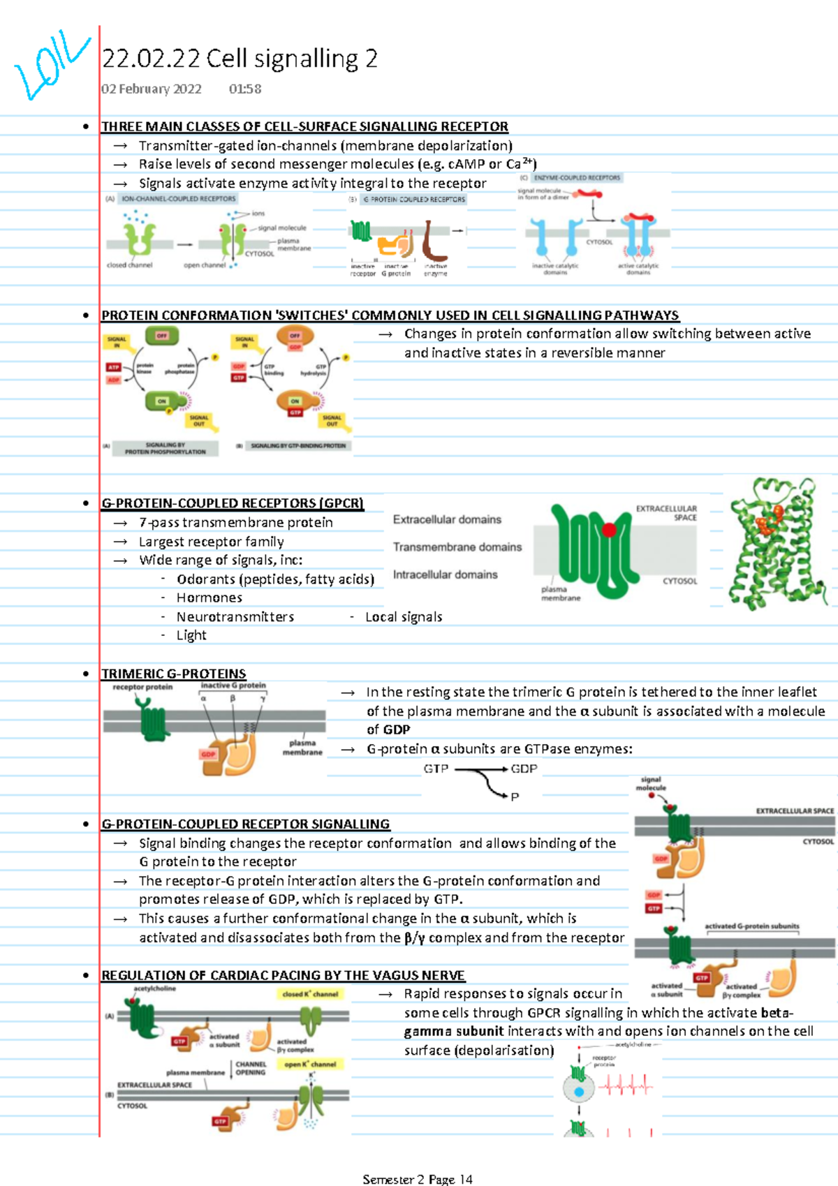 Lecture 5 - Cell Signalling - THREE MAIN CLASSES OF CELL-SURFACE ...
