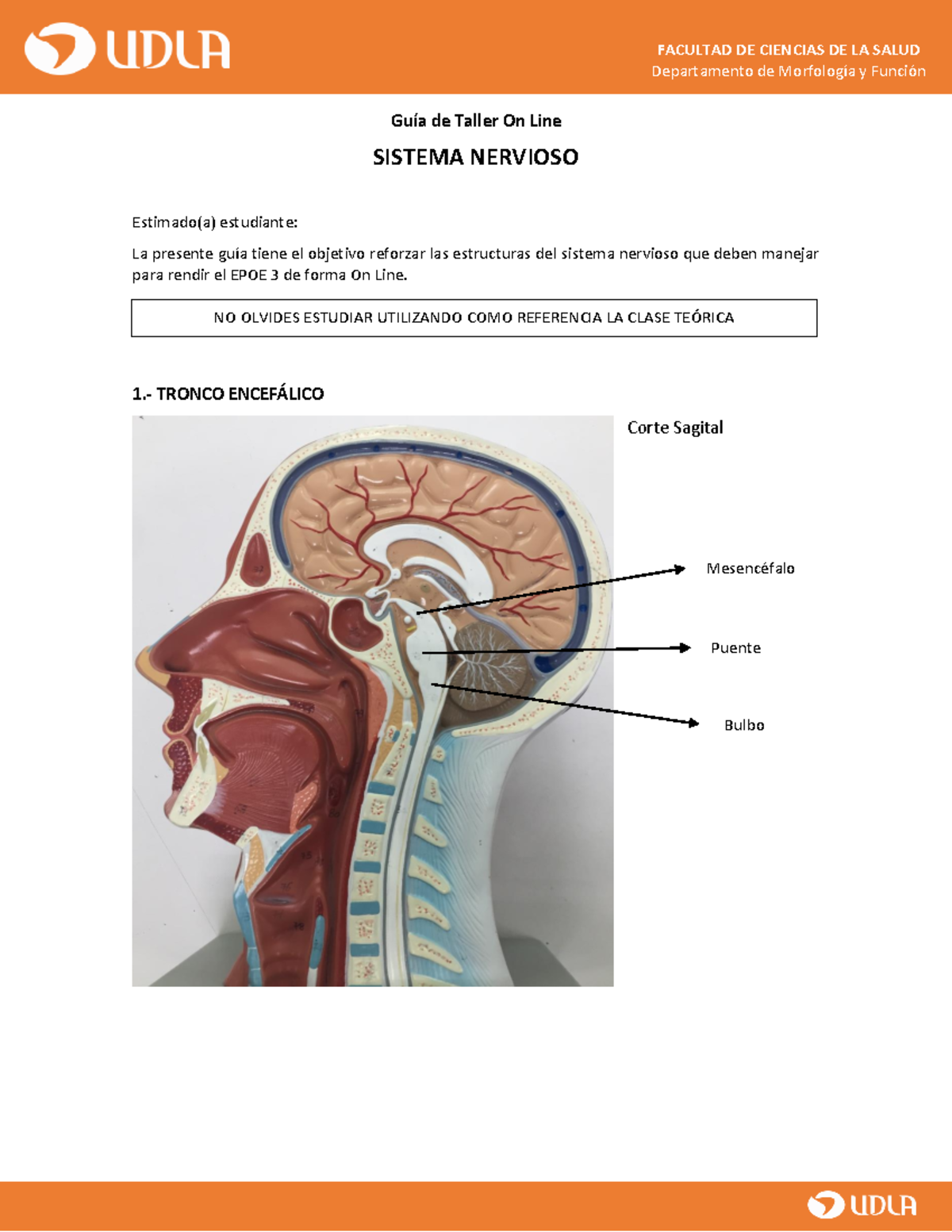 Guía On Line Sistema Nervioso MYF101 - Modelos Anatómicos - Warning: TT: undefined function: 32 ...