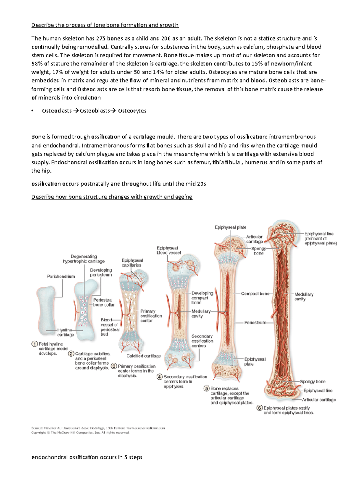 Week 4 - lecture notes - Describe the process of long bone formation ...