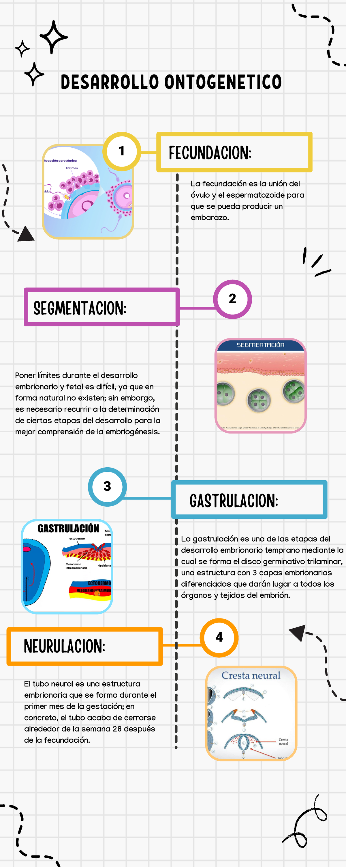 Desarrollo Ontogenetico - 4 3 1 2 DESARROLLO ONTOGENETICO La ...