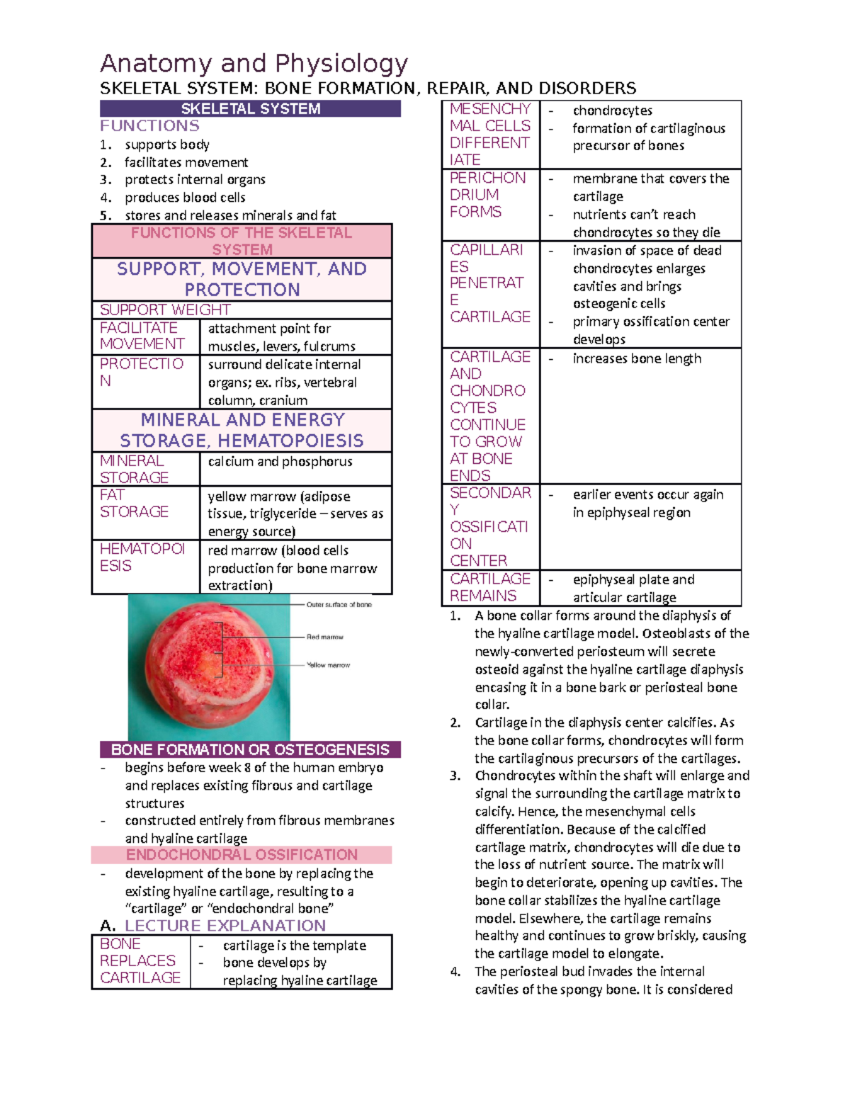 6A - Skeletal System - SKELETAL SYSTEM: BONE FORMATION, REPAIR, AND ...