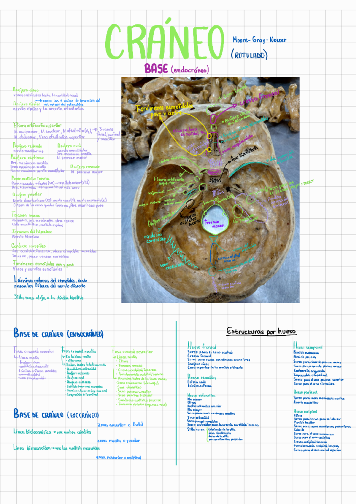 Rotulación cráneo - CRANEO (ROTULADO) BASE (endocraneo) venasemisiarias ...