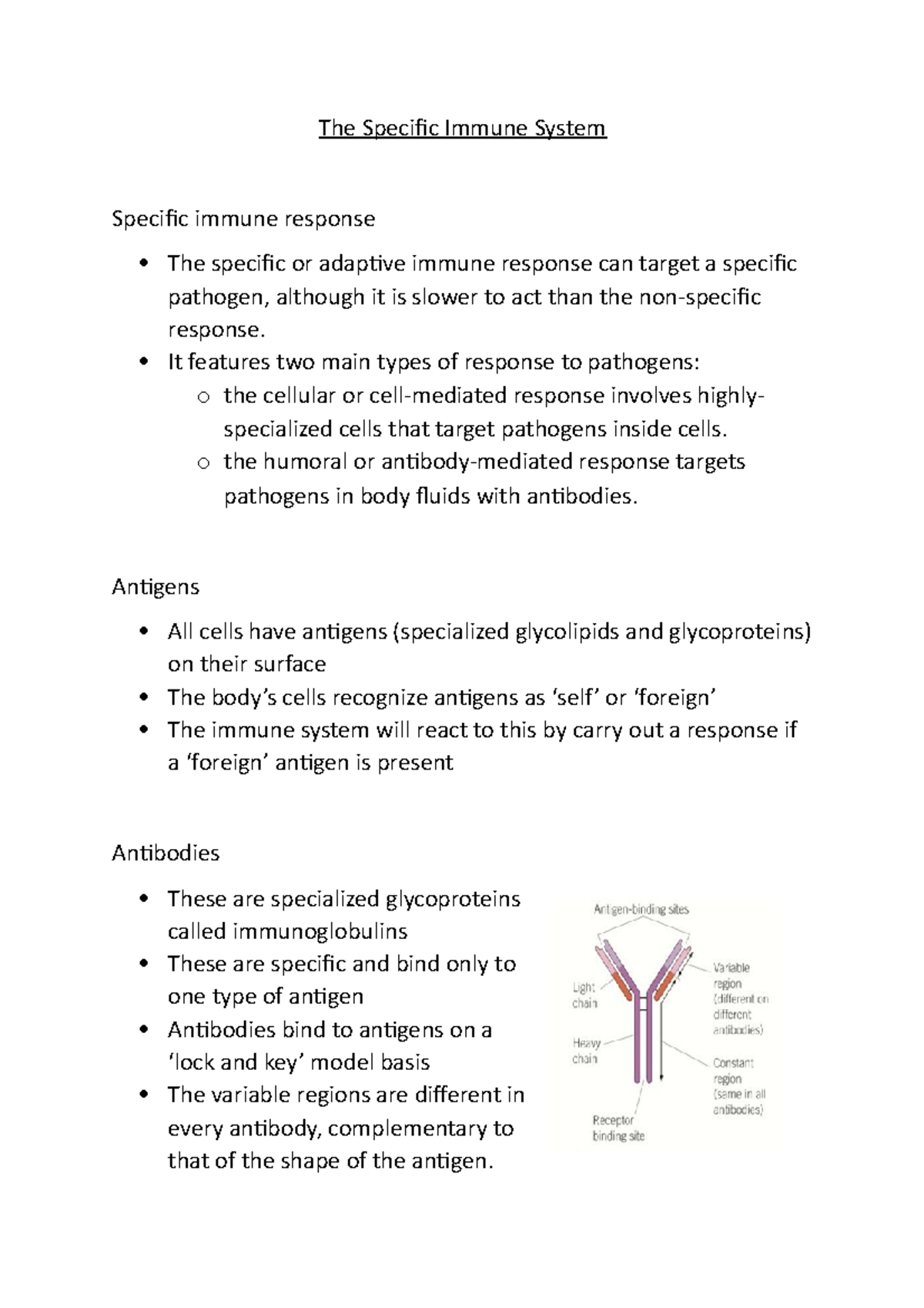 The Specific Immune System 1 - The Specific Immune System Specific ...