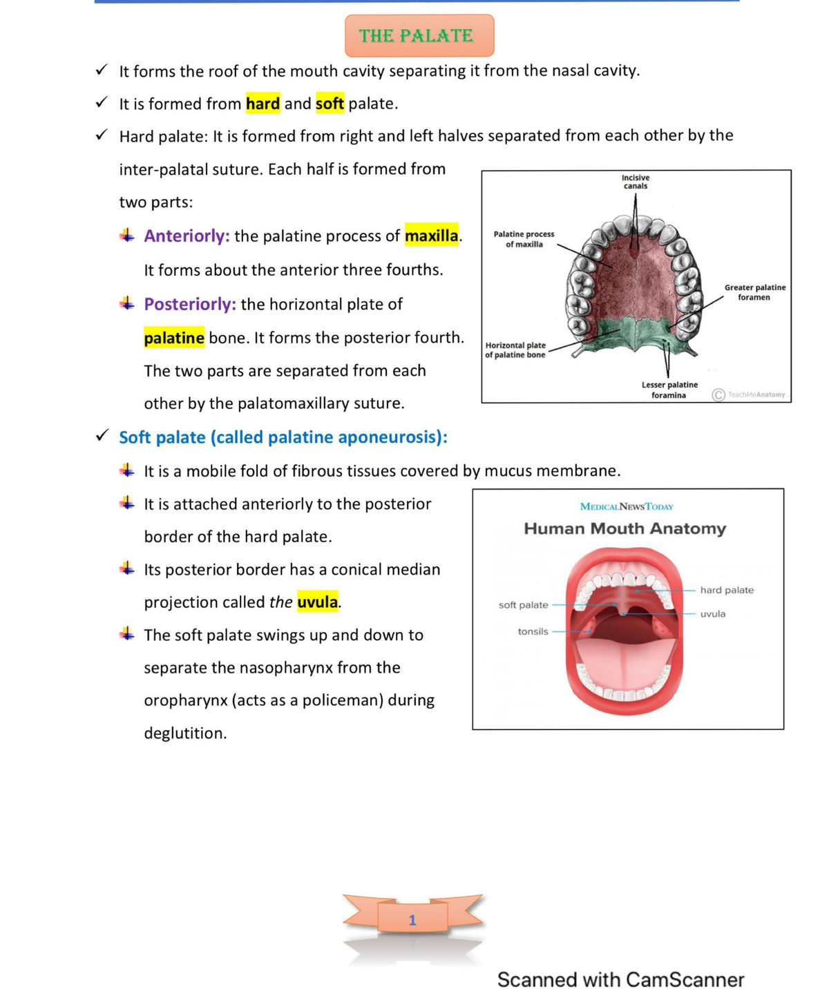 The palate - Anatomy - Studocu