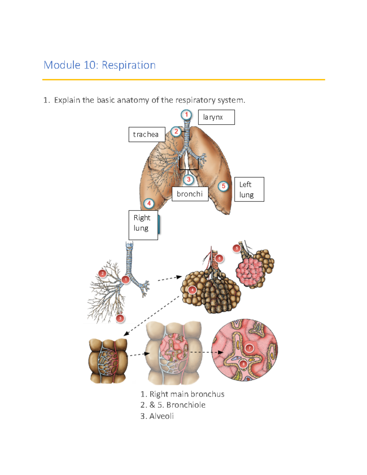 Module 10 - Respiration - PHYS 2130 - UWO - Studocu
