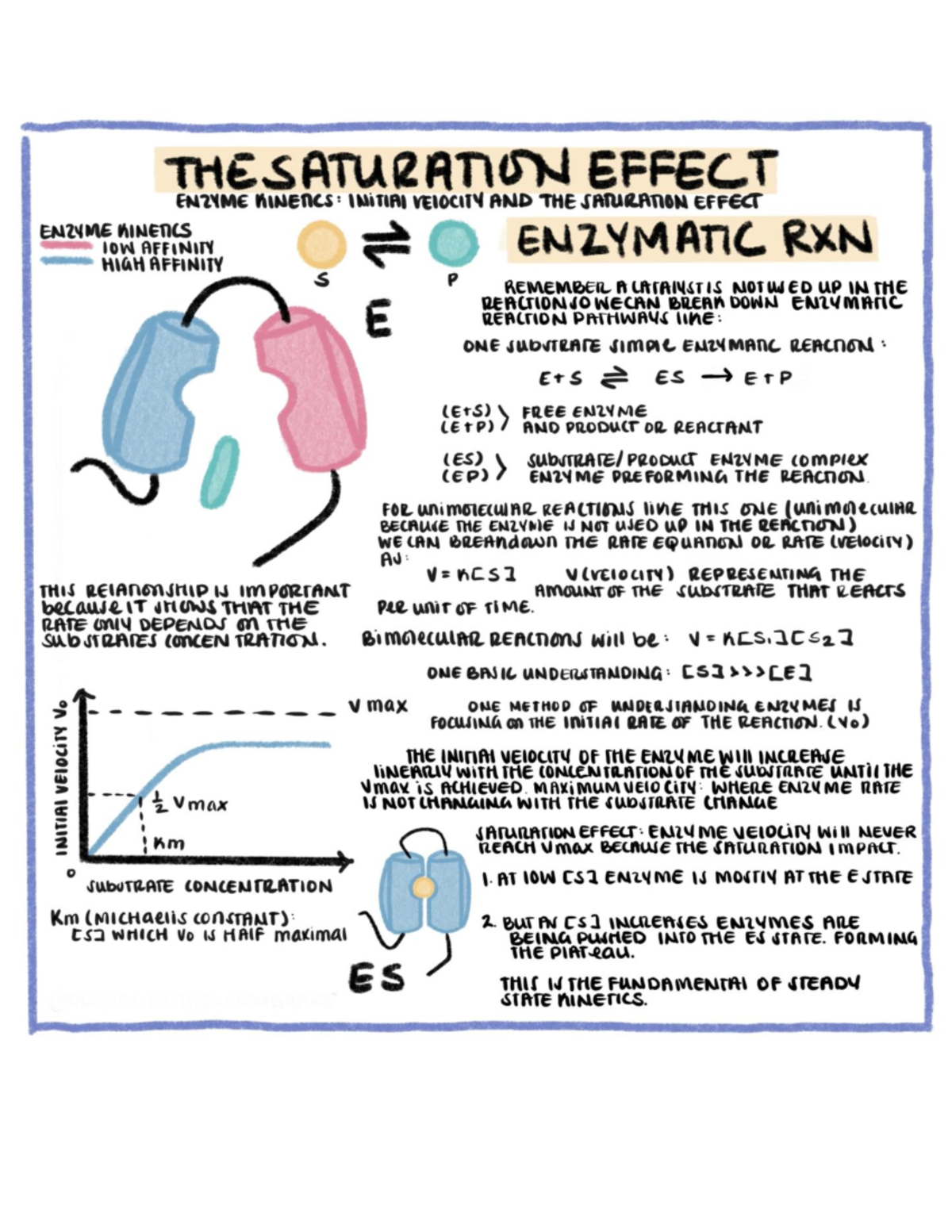 The Saturation Effect - BIOL 1403 - Studocu
