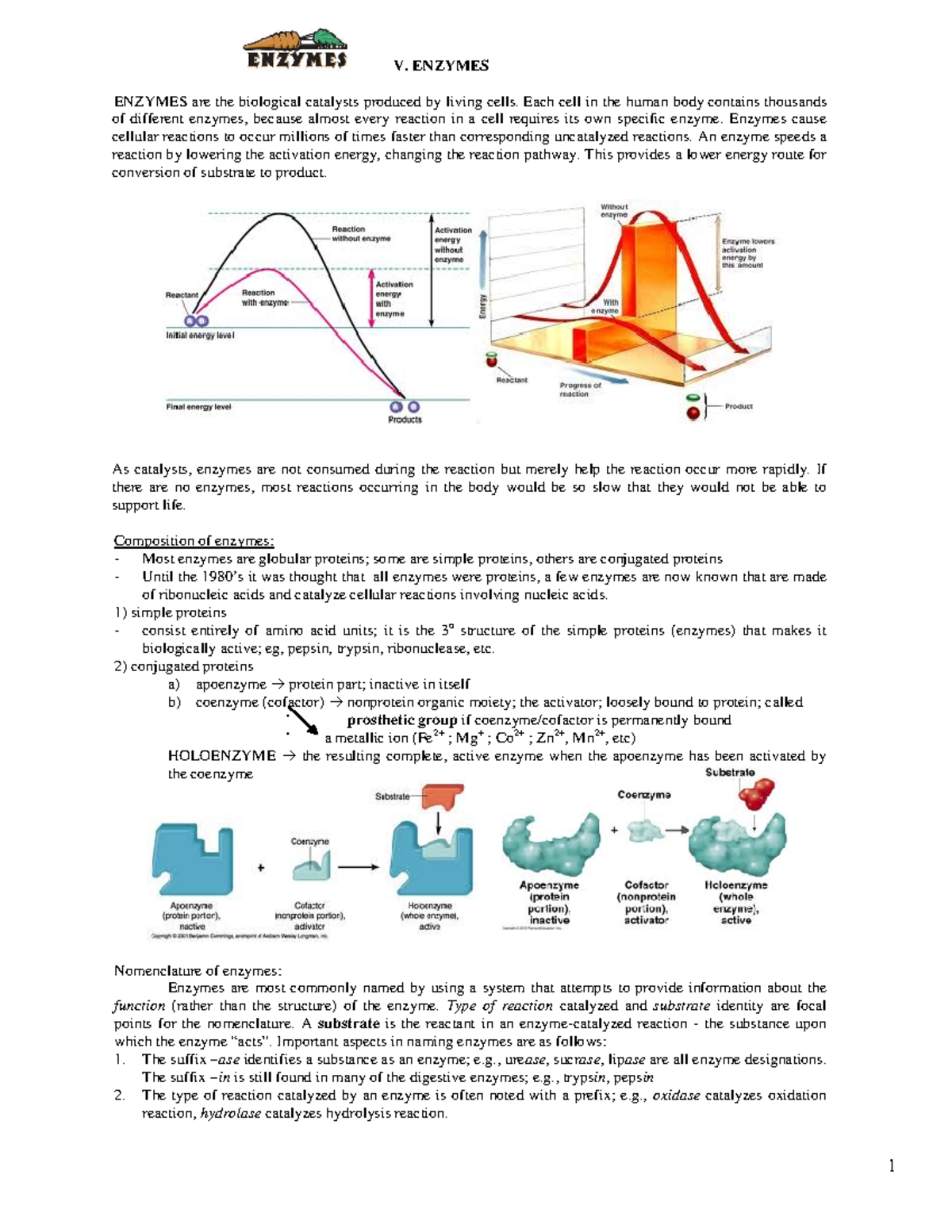 5 - Enzymes - Learning Material - V. ENZYMES ENZYMES are the biological ...