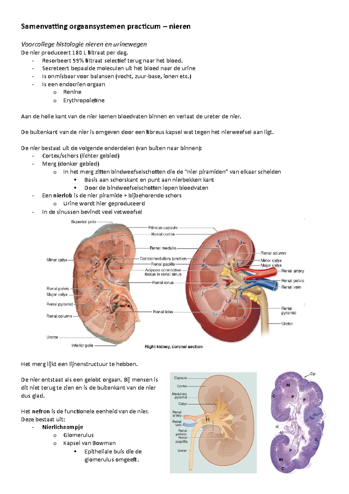 Samenvatting orgaansystemen practicum - Nieren - Samenvatting ...