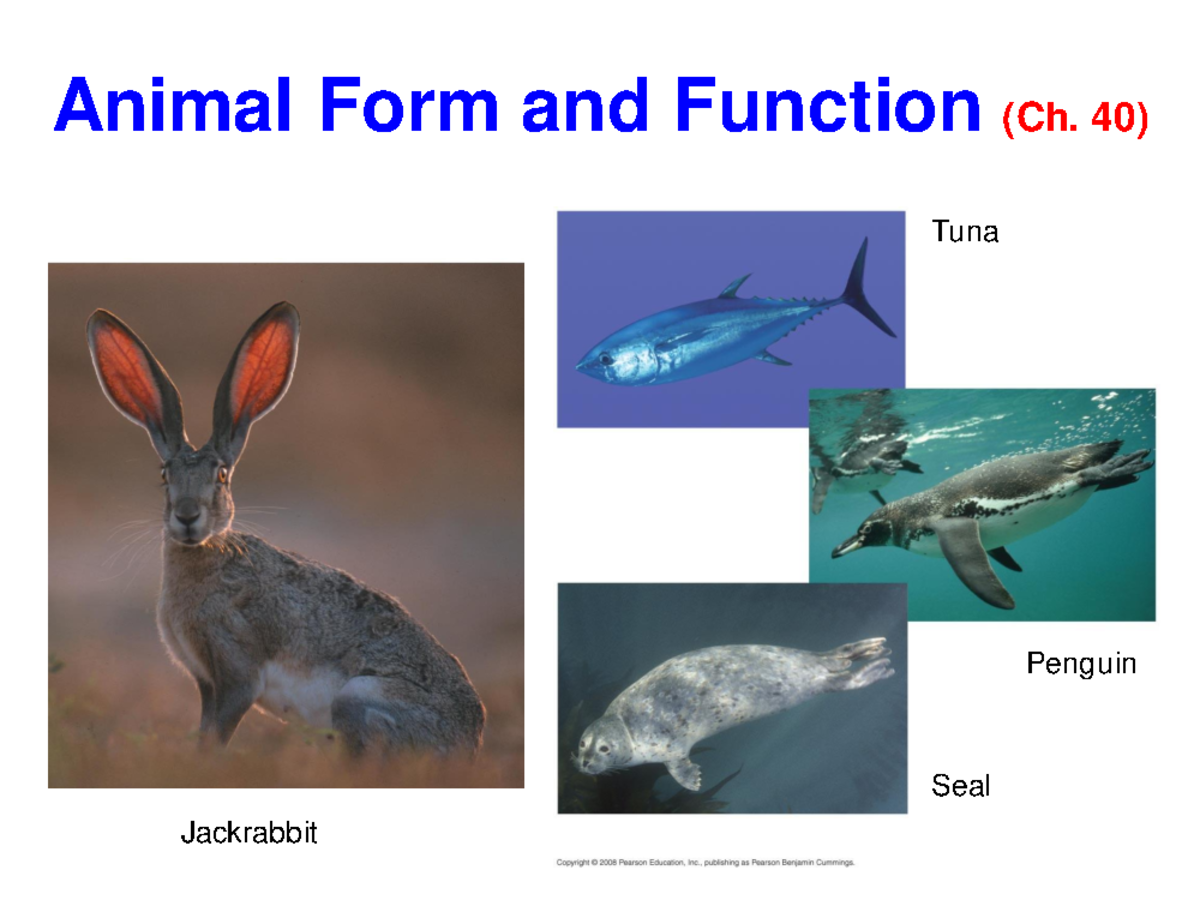 Bisc 101 Anim Lect1 Formfunction Final Percent284Percent29 - Animal ...