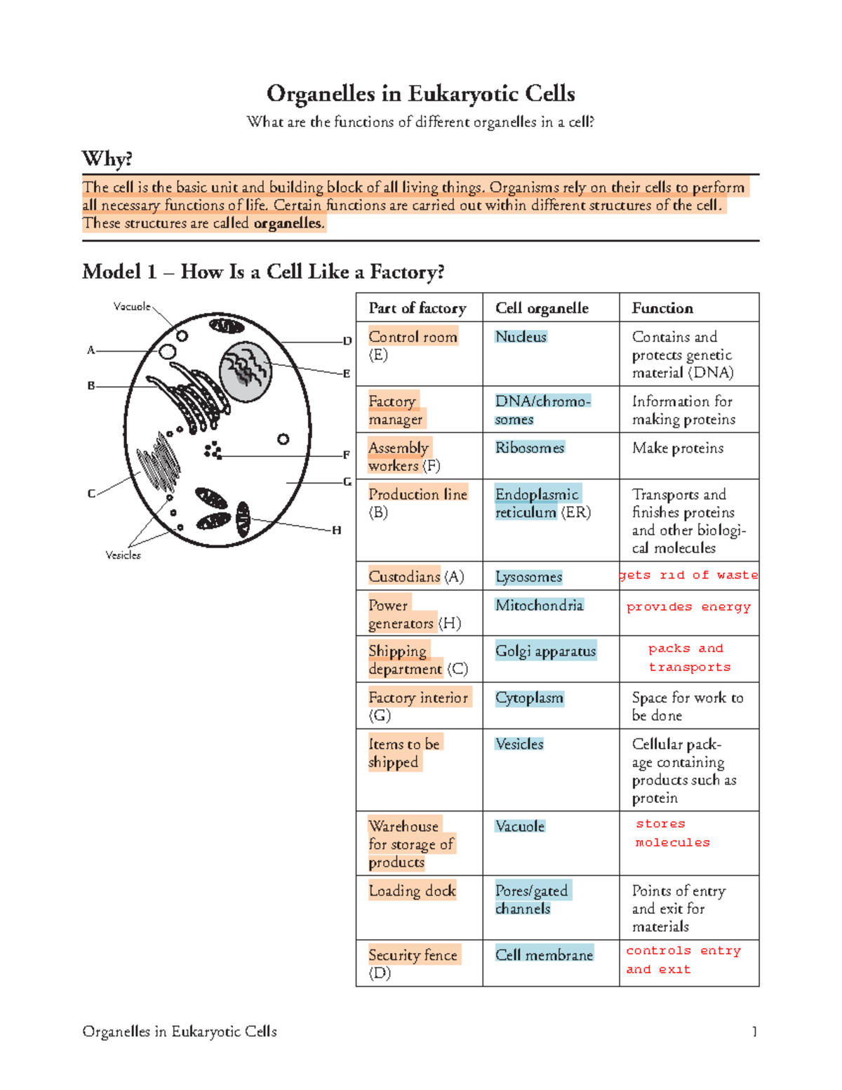 HL8 Organelles in Eukaryote Cells-S Key - Organelles in Eukaryotic ...