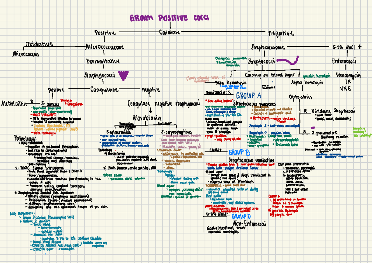 Gram positive bacteria - GRam POSITIVE COCI I Positive Catalase ...