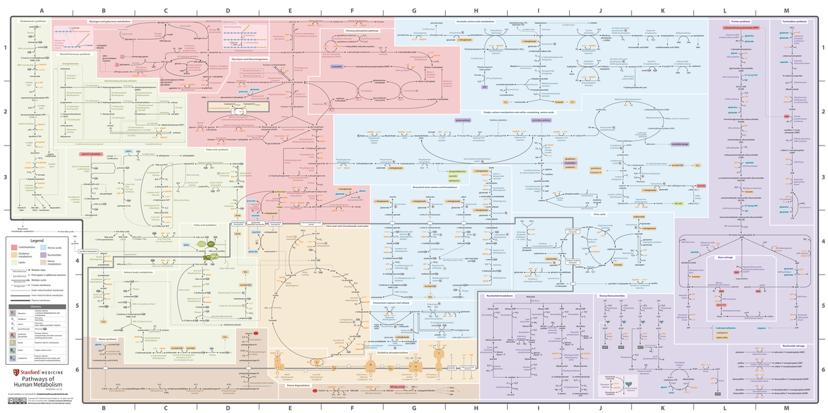 Pathyways of Human Metabolism Map - Stanford Education - Base salvage ...