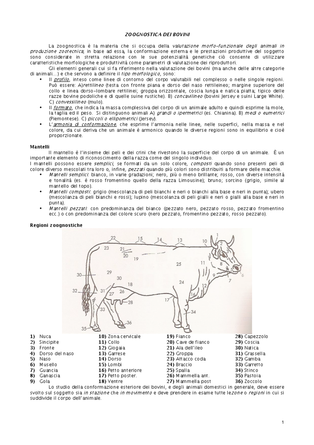 Zoognostica dei bovini - ZOOGNOSTICA DEI BOVINI La zoognostica è la ...