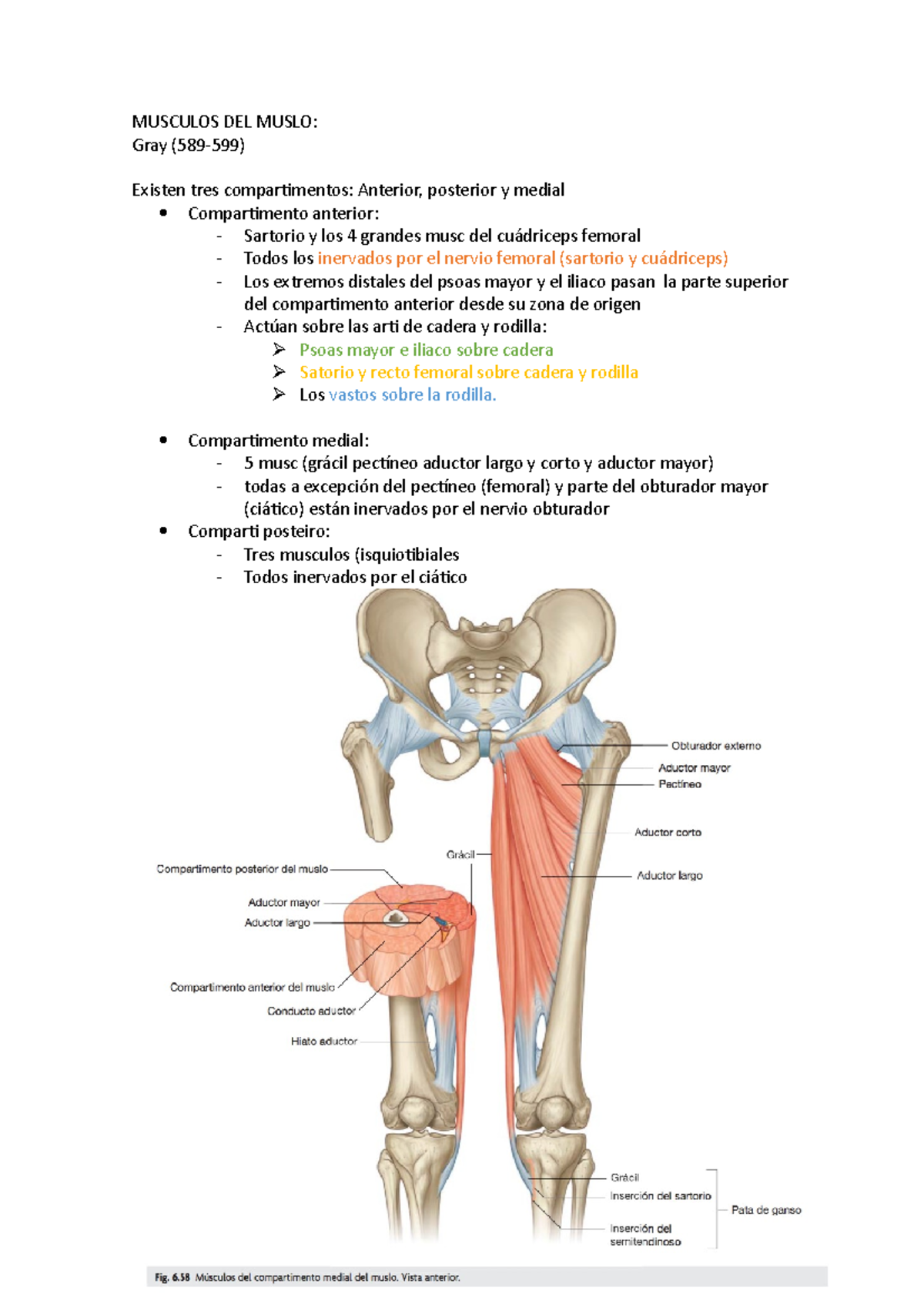 Musculos DEL Muslo - Apuntes 40-46 - MUSCULOS DEL MUSLO: Gray (589-599 ...
