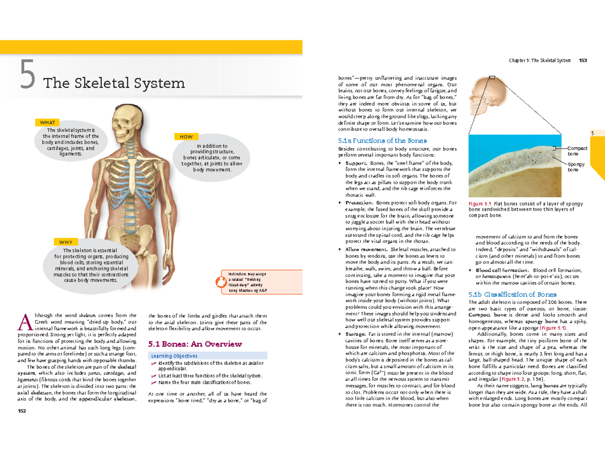 Essentials of Human Anatomy Physiology - 13th2 - 152 Instructors may ...