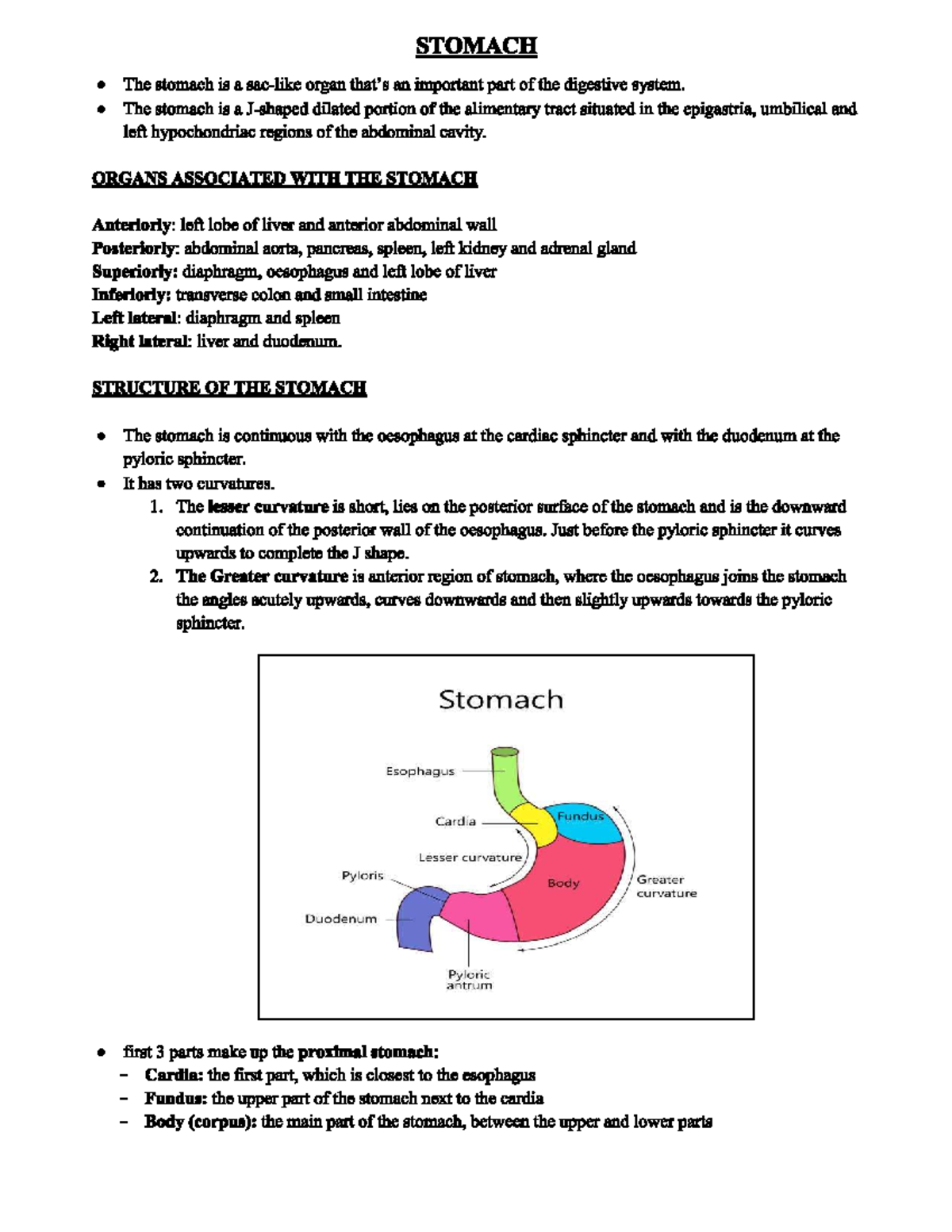 Stomach anatomy and physiology - Medical - Studocu