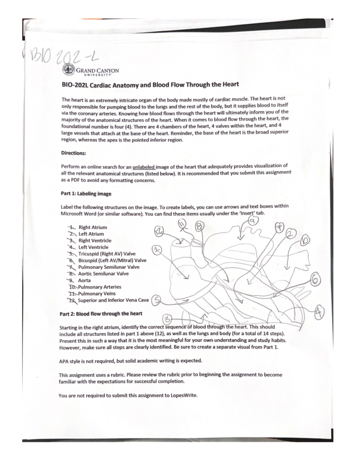 Activity 1 BIO-L - BIO-202L - Studocu