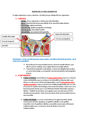 Hipófisis glandula exocrina - Hipófisis: la glándula maestra La ...