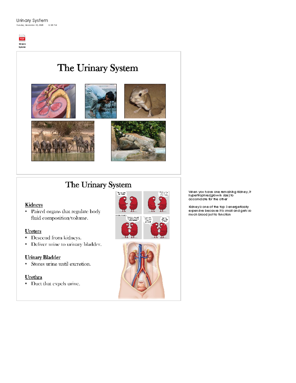 Urinary System - These are my lecture notes for Dr. Nicholas Pollock. I ...