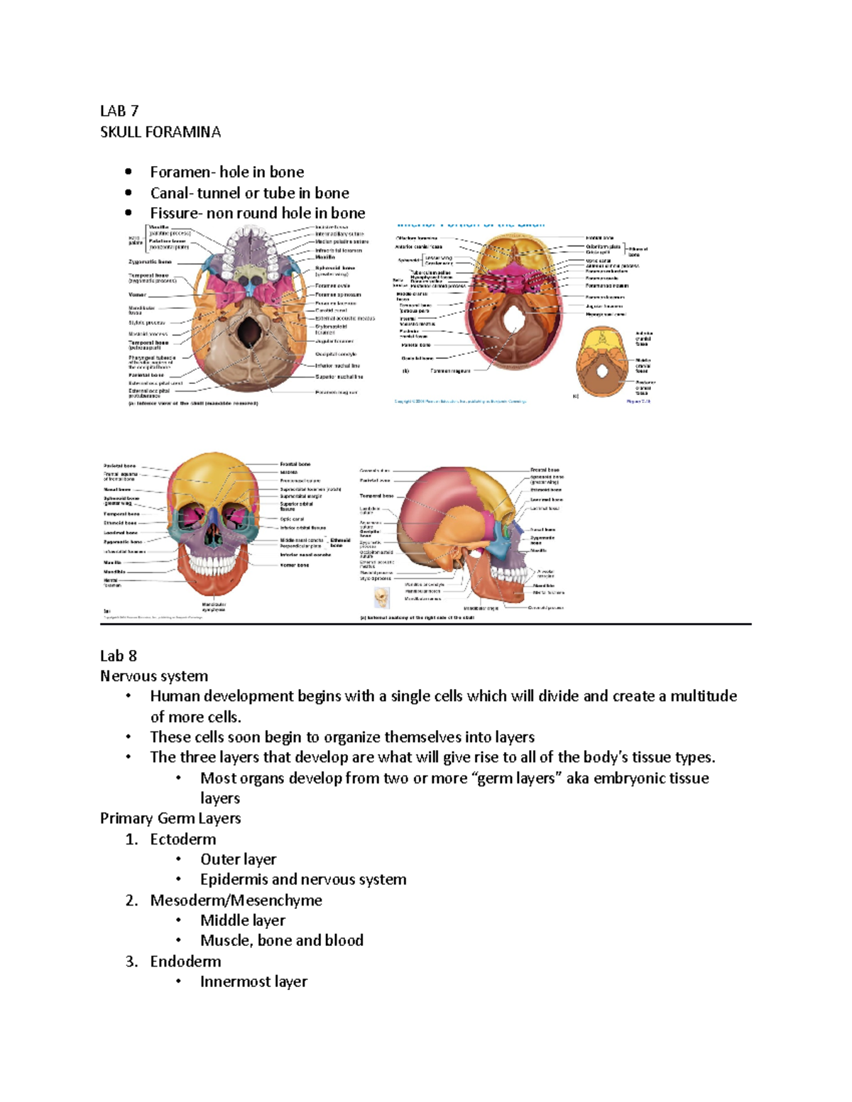 ZOO LAB Final Study Guide - LAB 7 SKULL FORAMINA Foramen- hole in bone ...