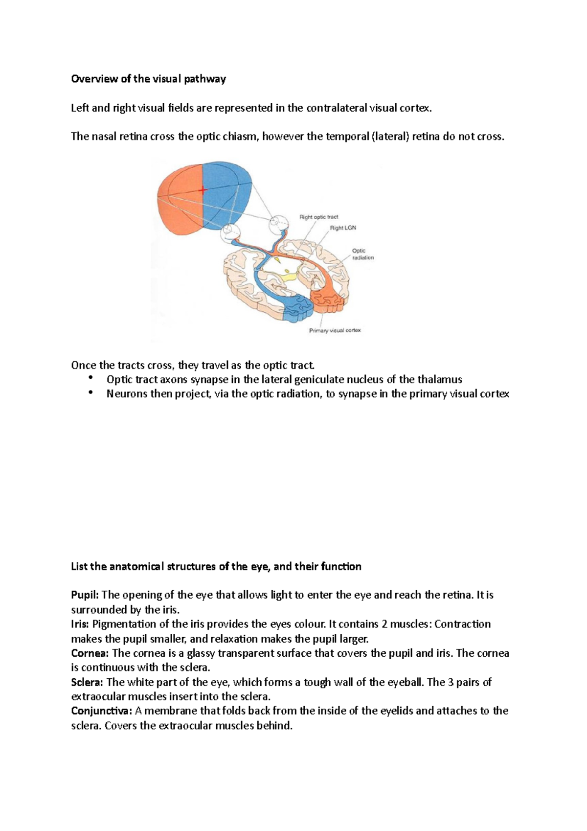 Overview of the visual pathway - The nasal retina cross the optic ...