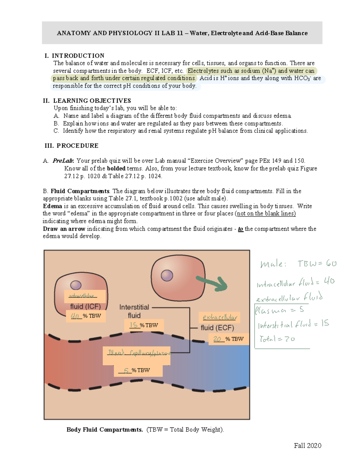 Lab 12 - This work for an A&P lab - ####### Fall 2020 ANATOMY AND ...
