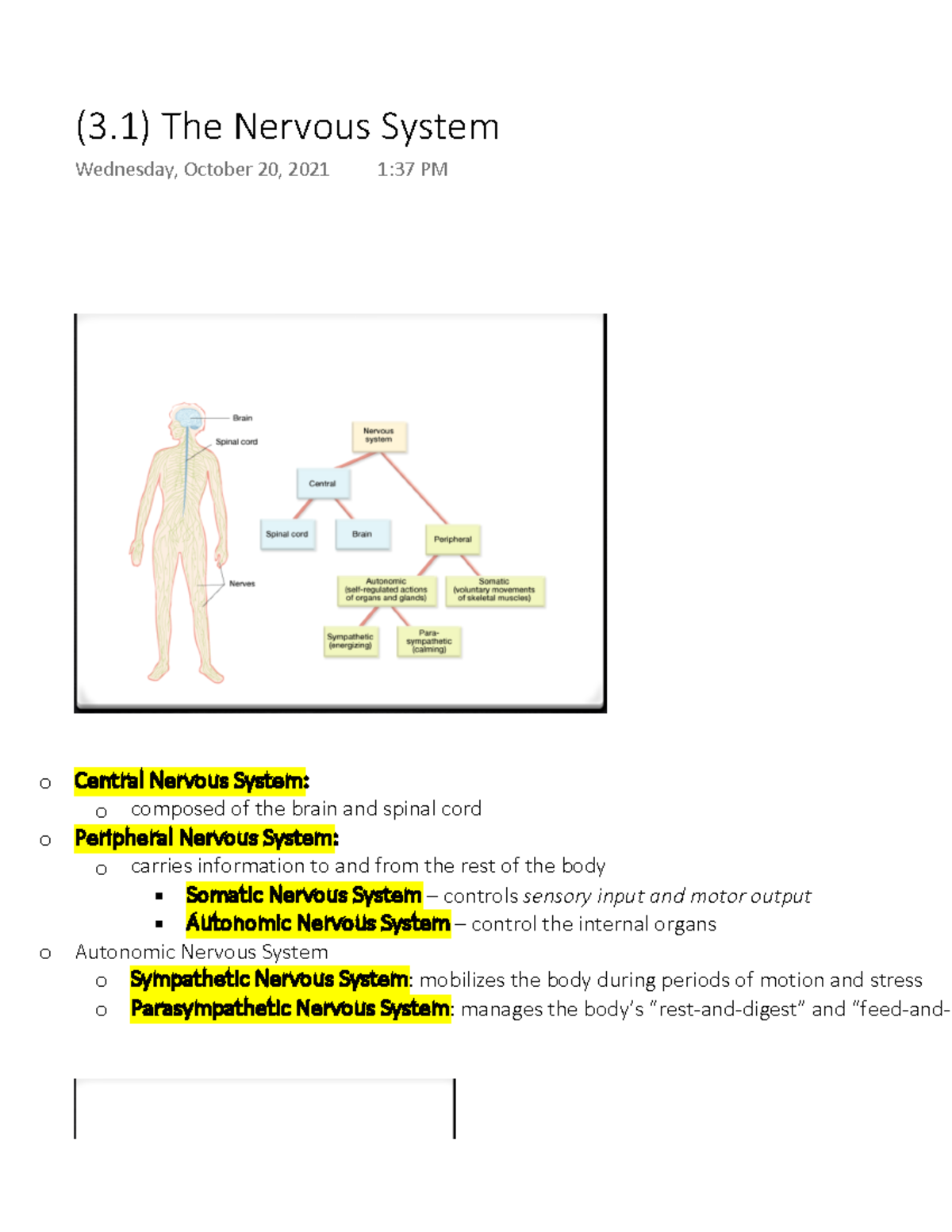 (3.1) The Nervous System - Central Nervous System: o composed of the ...