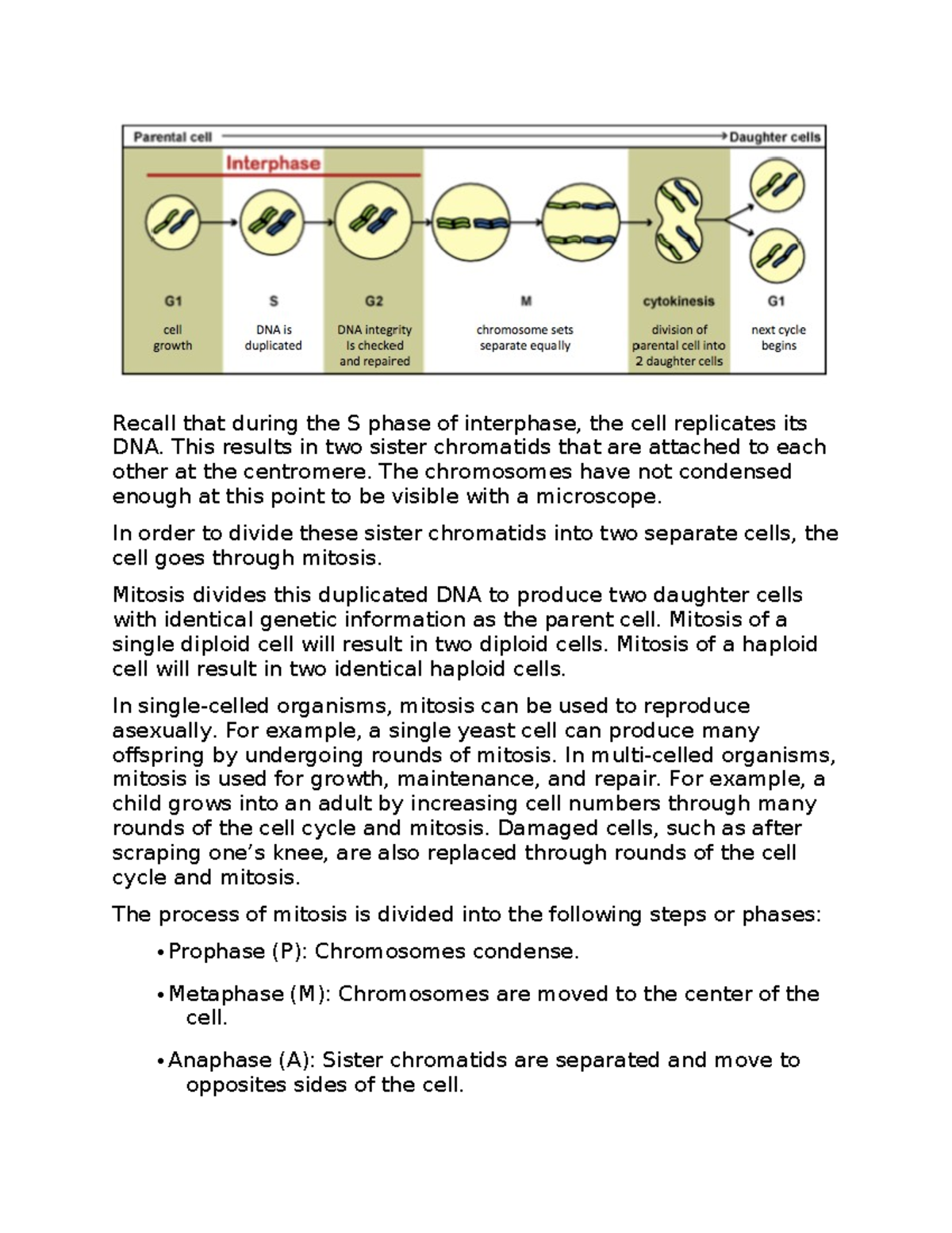 Bio stuff - Key terms Mitosis / Meiosis - Recall that during the S phase of interphase, the cell ...