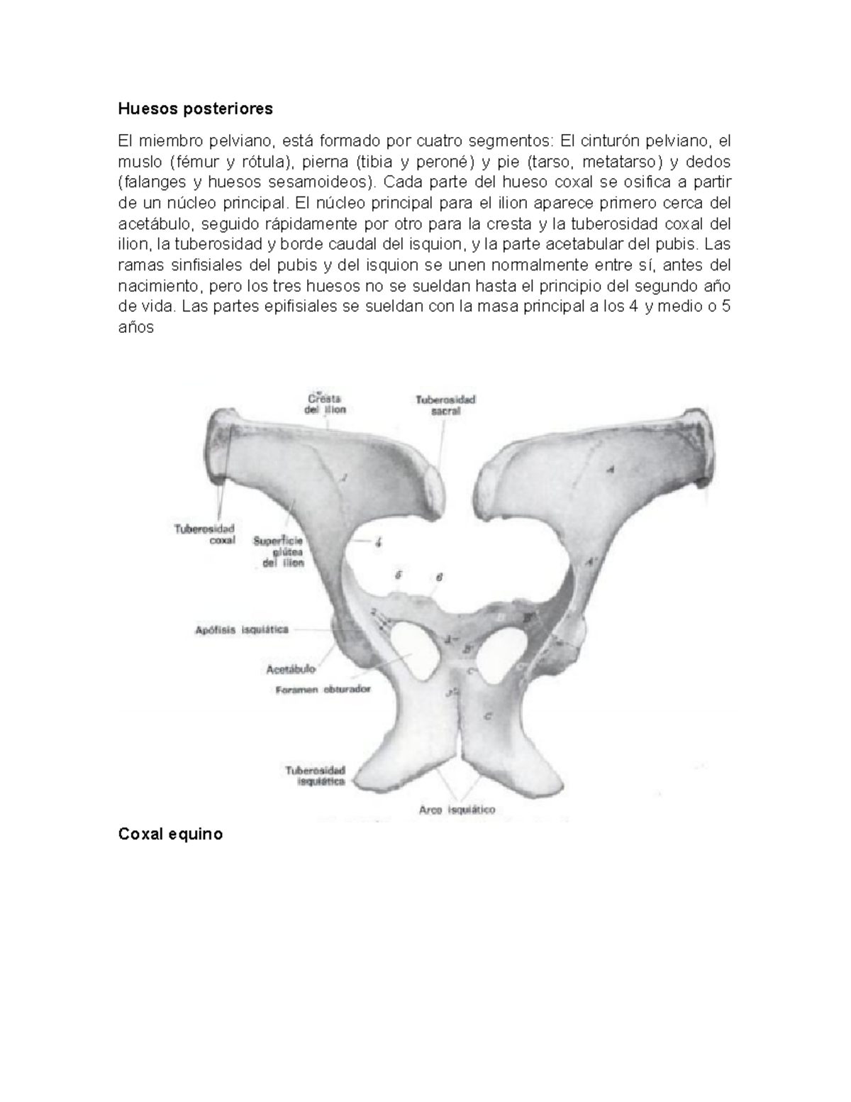 Huesos posteriores - Cada parte del hueso coxal se osifica a partir de ...