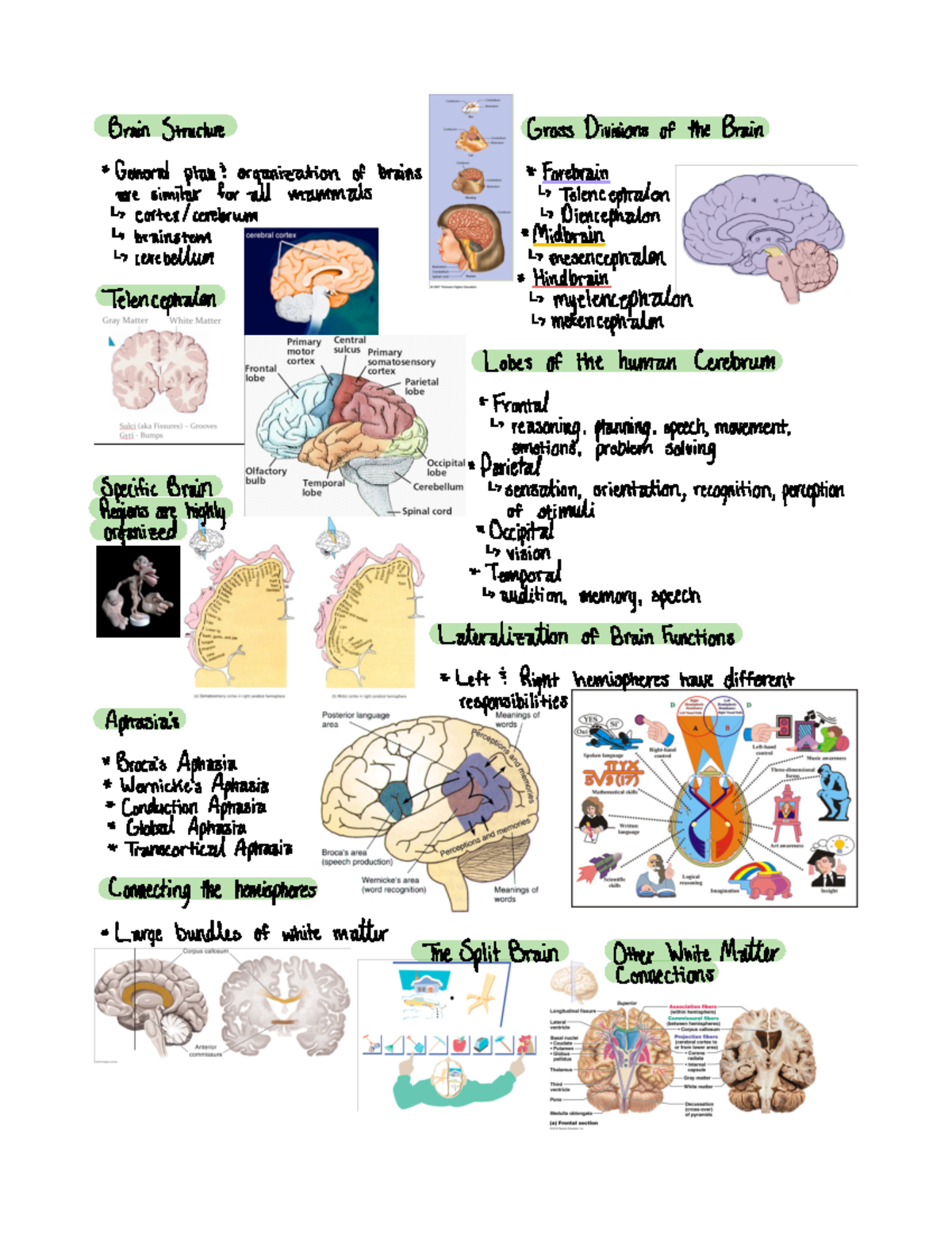 CNS 1 The Brain - Professor: Dr. Eade - BIOL 217 - Studocu