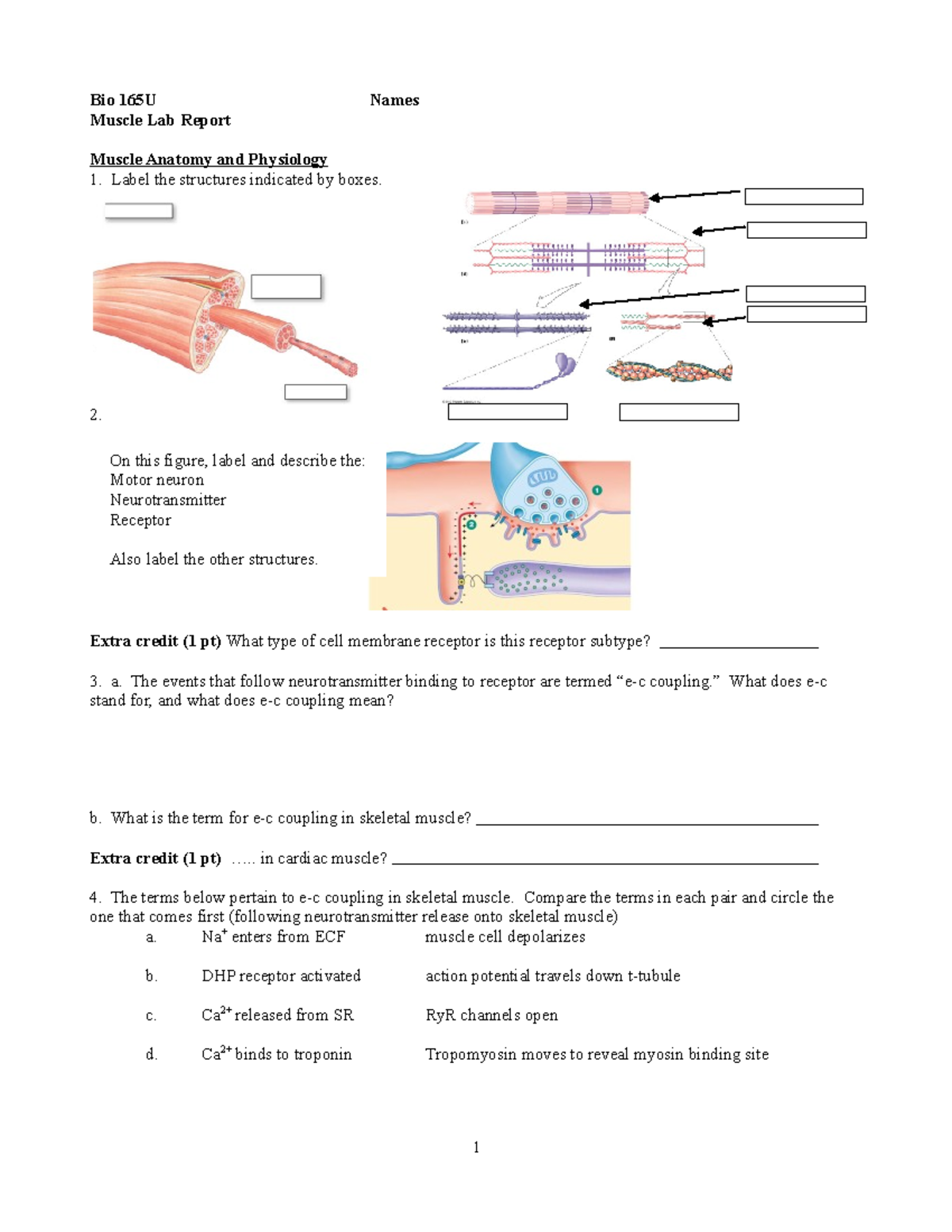 Muscle Lab Report Fall 2020 - Bio 165U Names Muscle Lab Report Muscle ...