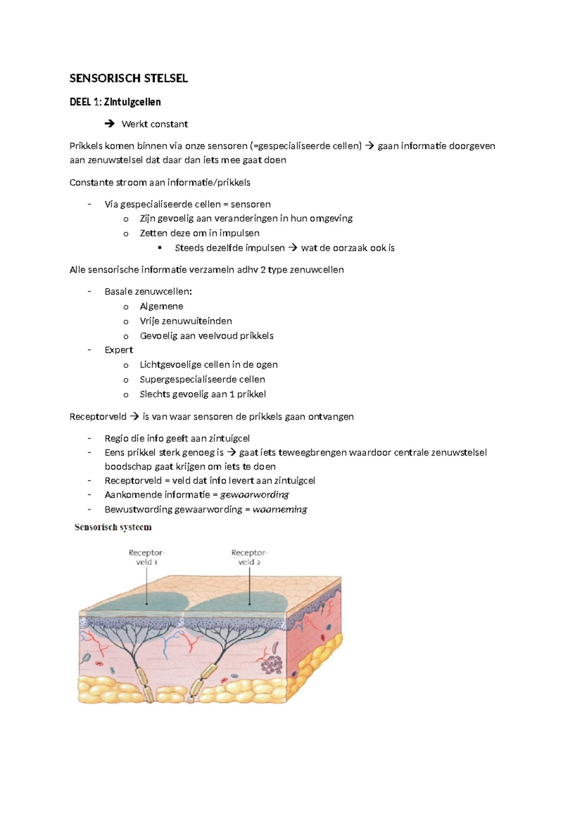 Anatomie sensorisch stelsel - SENSORISCH STELSEL DEEL 1: Zintuigcellen ...