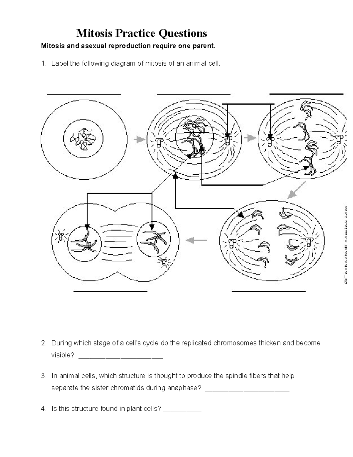 Mitosis practice questions - Mitosis Practice Questions Mitosis and ...