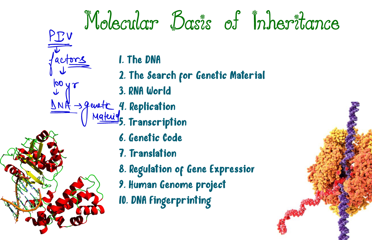 Molecular basis of inheritance - supernotes - Molecular Basis of ...