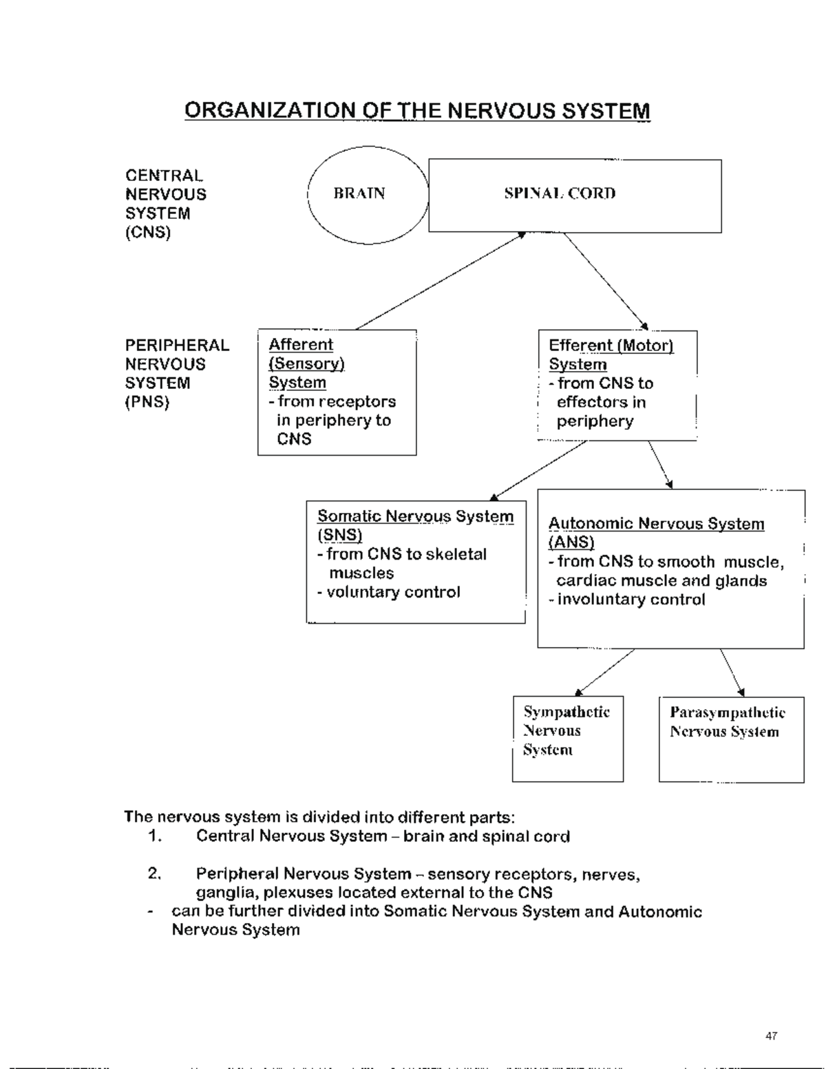 Nervous System - Lecture notes 1 - 47 50 51 51 47 Cerebrum Cerebellum ...