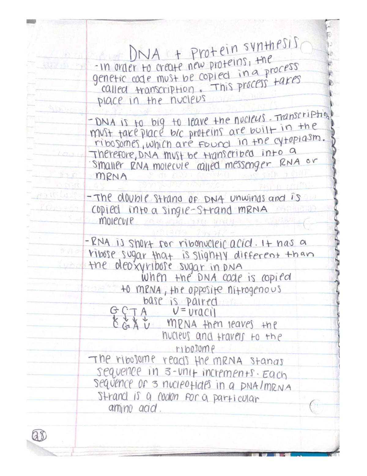 DNA + PROTEIN SYNTHESIS - Studocu