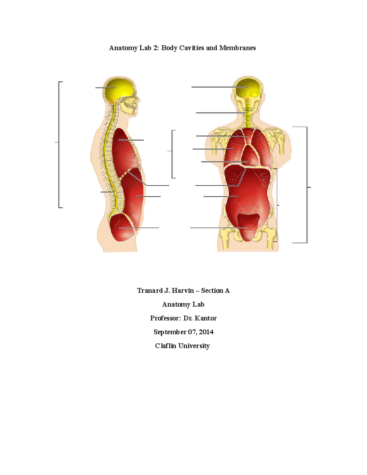 Anatomy Lab 2 - Assignment - Anatomy Lab 2: Body Cavities and Membranes ...