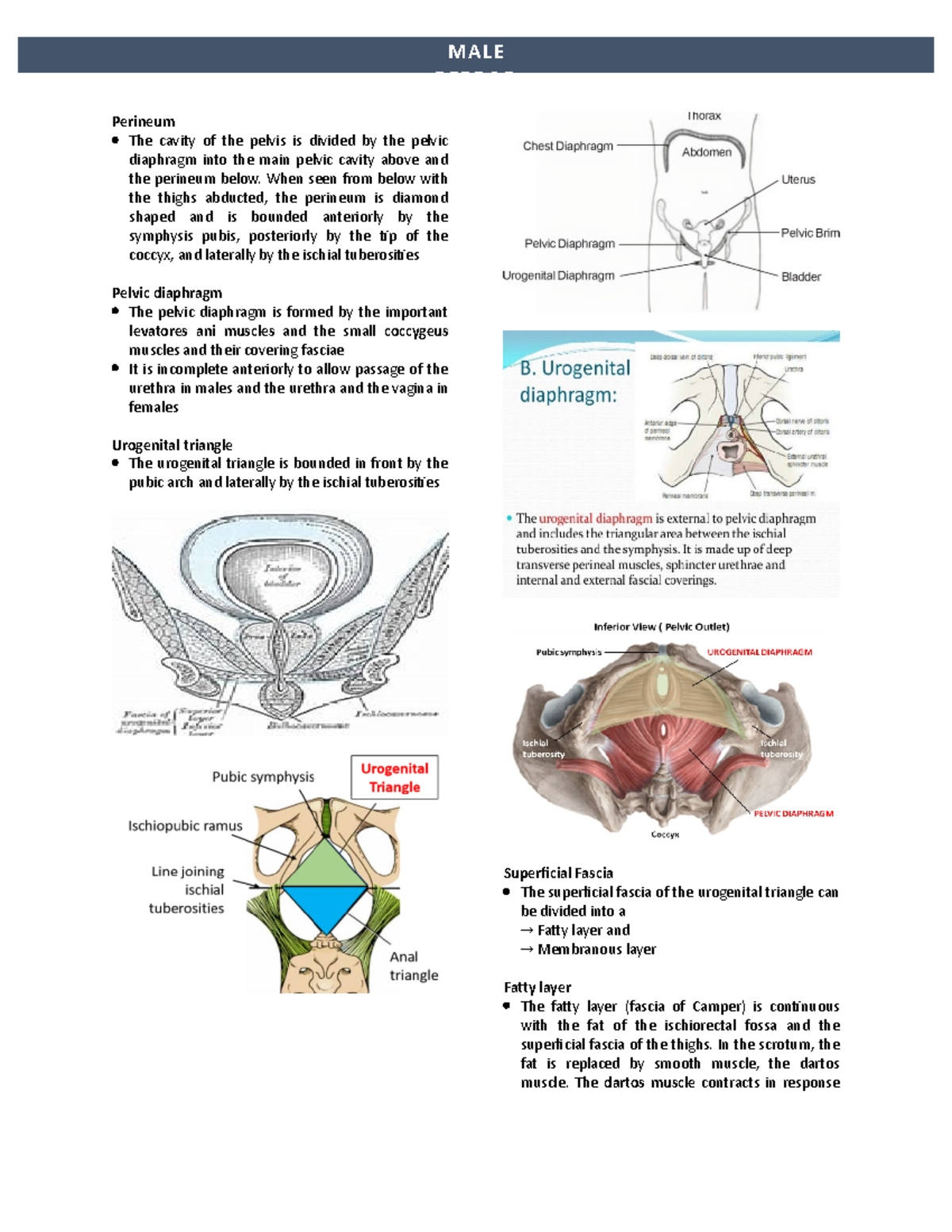 Gross Anatomy of Male Reproductive System - Perineum The cavity of the ...