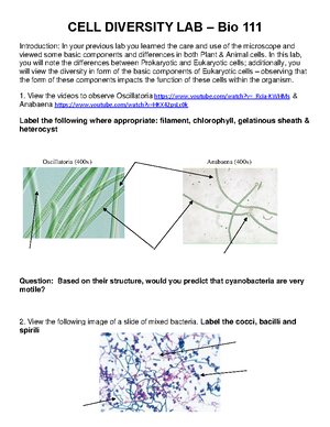 Lab 12 Human Genetics - lab - Human Genetics Lab – Bio 1 11 ...