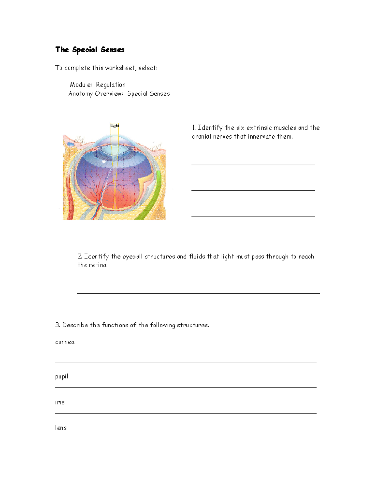 Special senses worksheet - The Special Senses To complete this ...